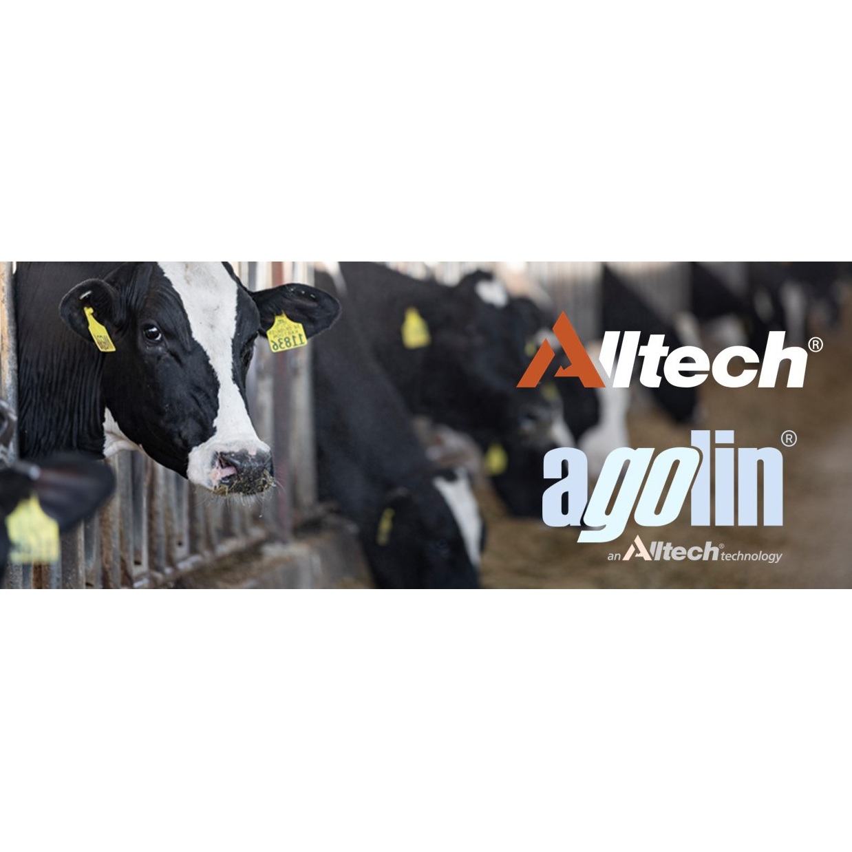 Alltech présente AGOLIN : une nouvelle solution durable qui améliore la productivité tout en ...